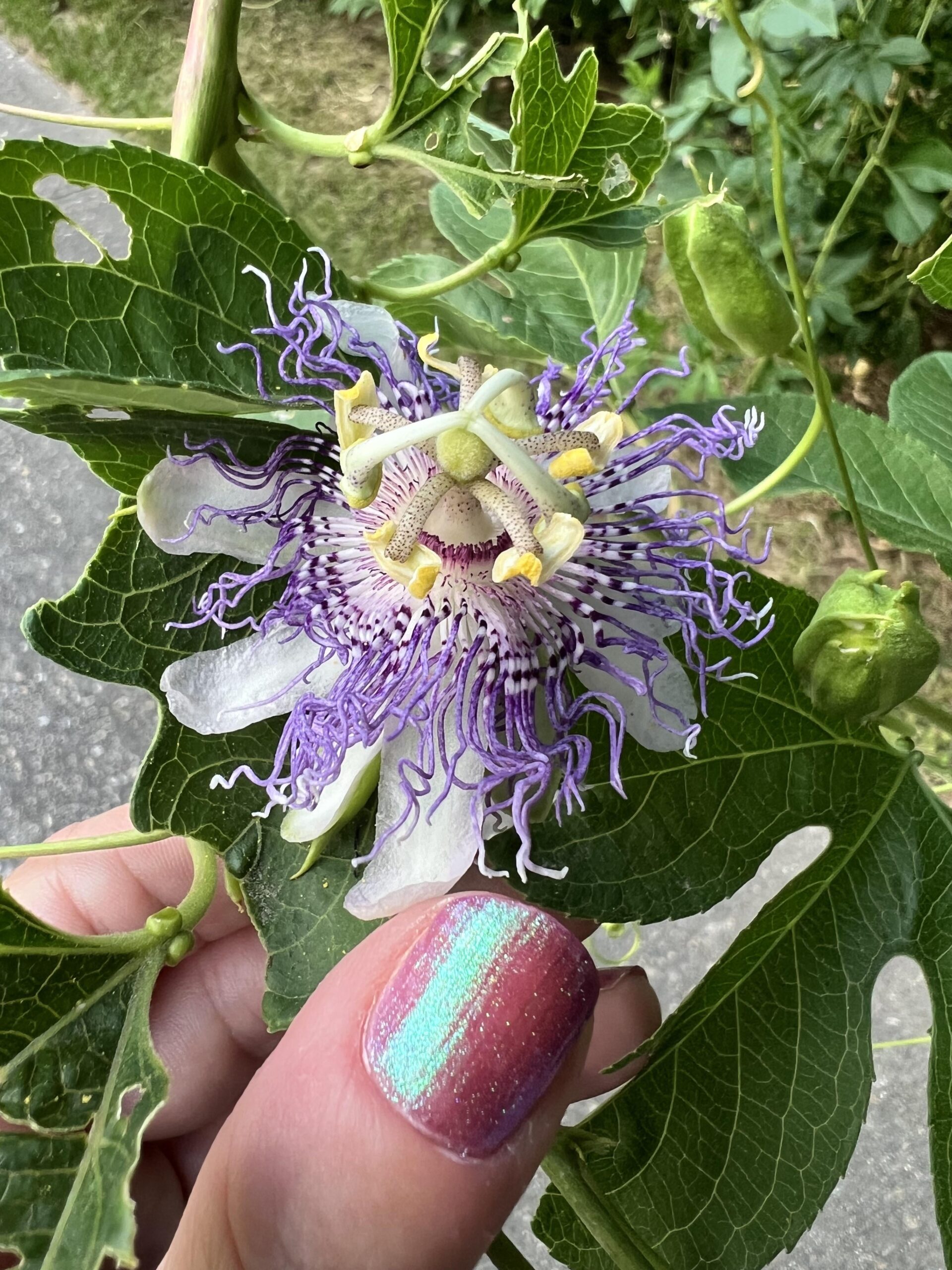 Share Your Manis in Nature! – COSMESTIC.COM ~ Beauty, Makup, and Cosmetics